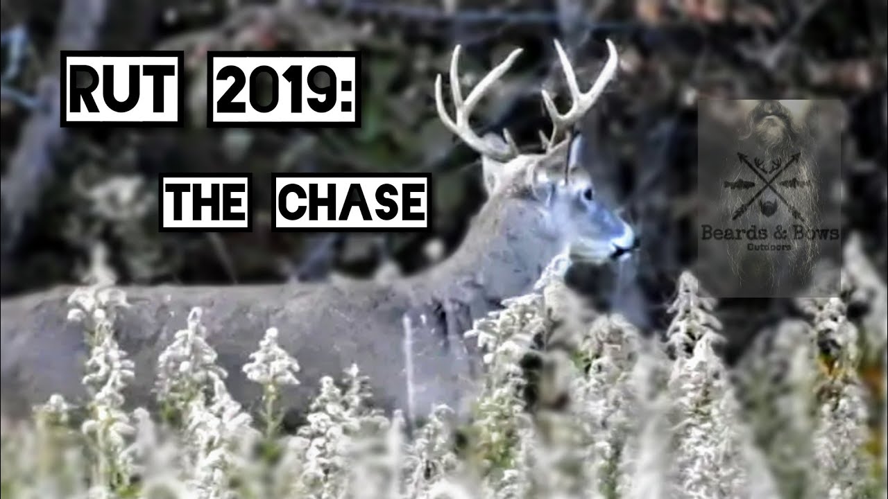 The Rut: The Chase - Bucks Are Chasing Does 1st Week Of November ...
