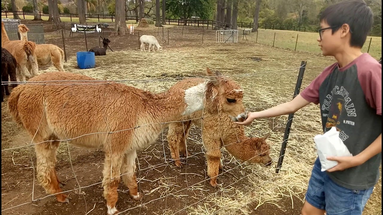 Feeding and Walking Alpaca at Mountview Alpaca Farm - Brisbane ...
