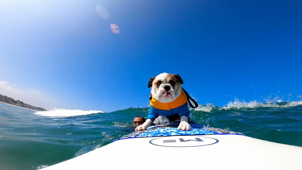 Guy Gets Surfing Bulldog to Catch Some Waves - YouTube