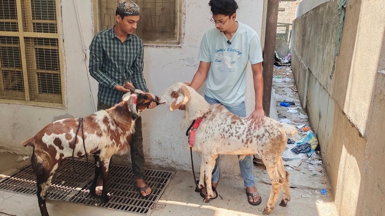 qurbani ke bade bakre in Santosh Nagar | madurai aur Guntur mende in ...