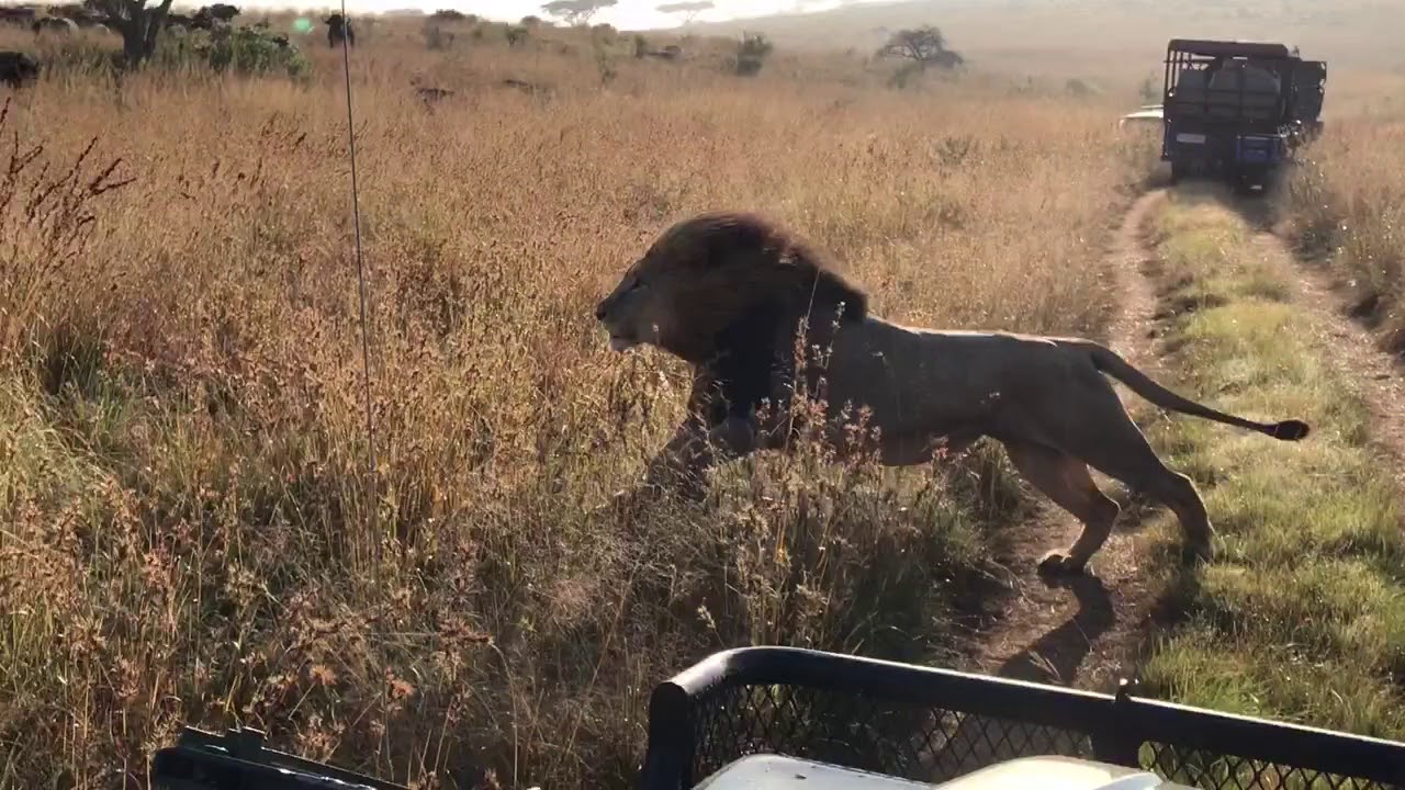 Buffalo chasing lion at Nambiti Private Game Reserve - YouTube