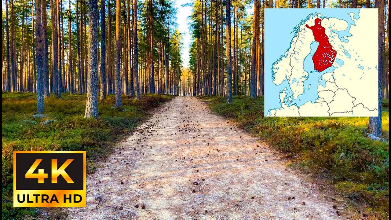 Excursion to the rainforest: a virtual walk in 4K quality with the ...