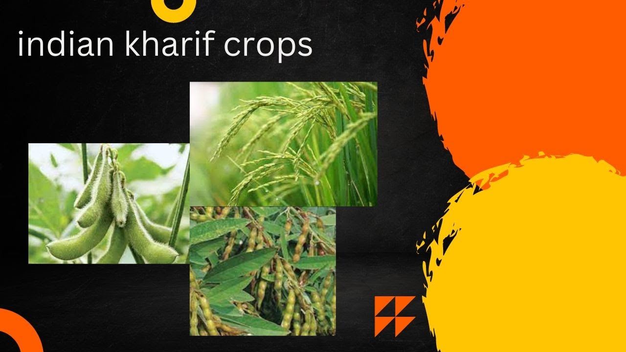 kharif crops | | Indian kharif crops information in Hindi | | intro for ...