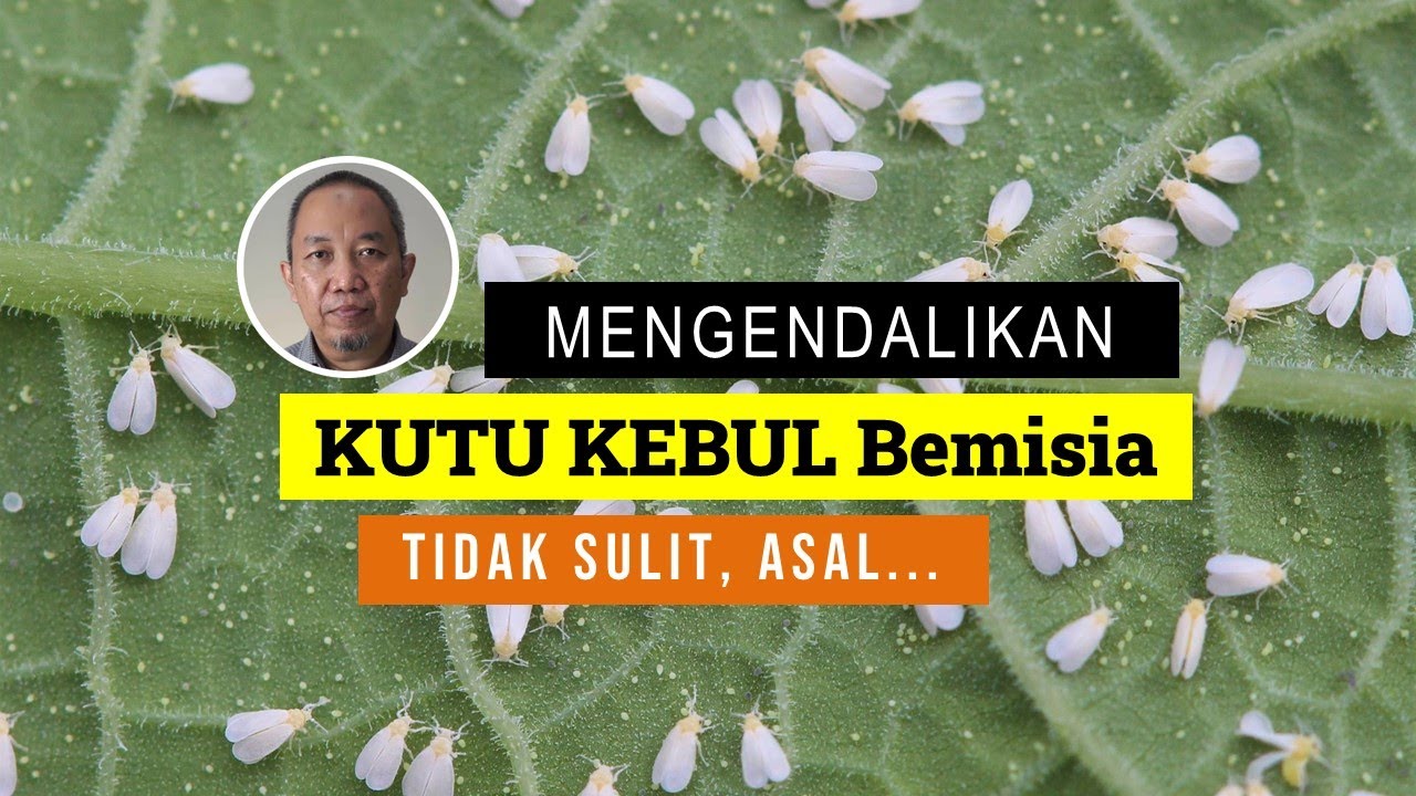 Bagaimana mengendalikan Bemisia tabaci secara efisien & efektif? - YouTube