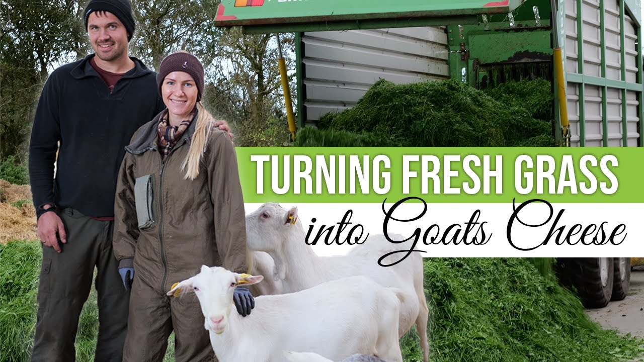 Zero Grazing for Organic Goats - YouTube