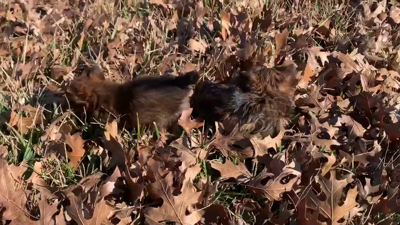 AKC Gold Sable Yorkies - YouTube