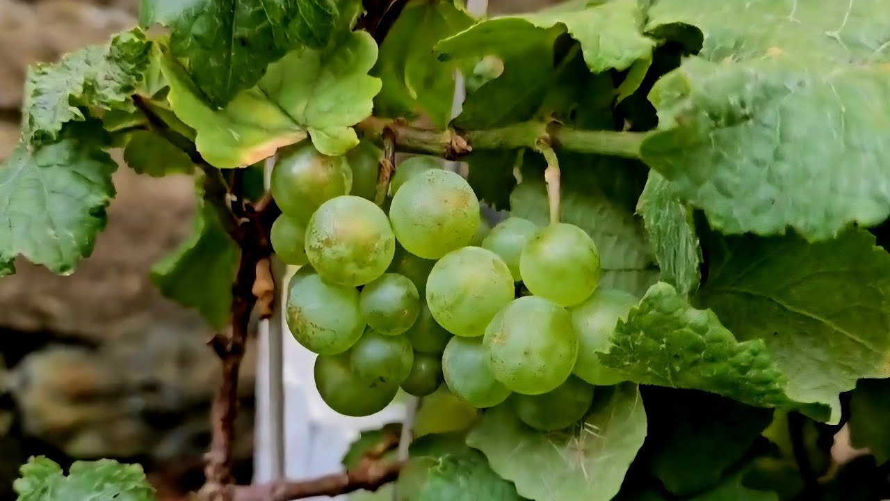 The first grapes on my Dwarf Pixie Grapevine - YouTube