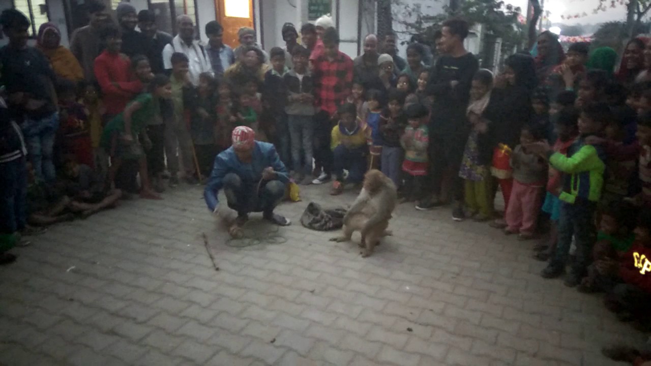 Monkey show at Transit Camp - YouTube