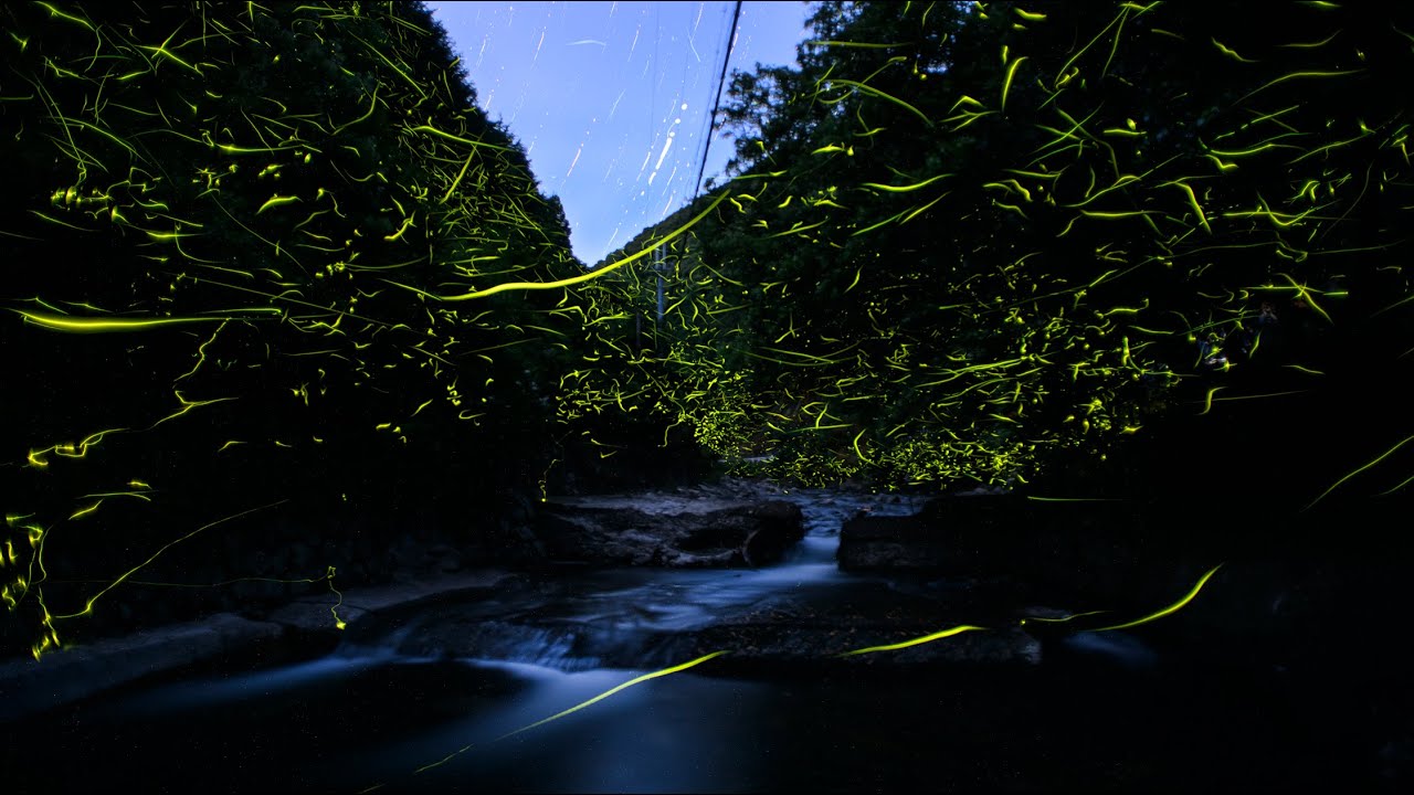 Genji fireflies in Hirokawa - YouTube