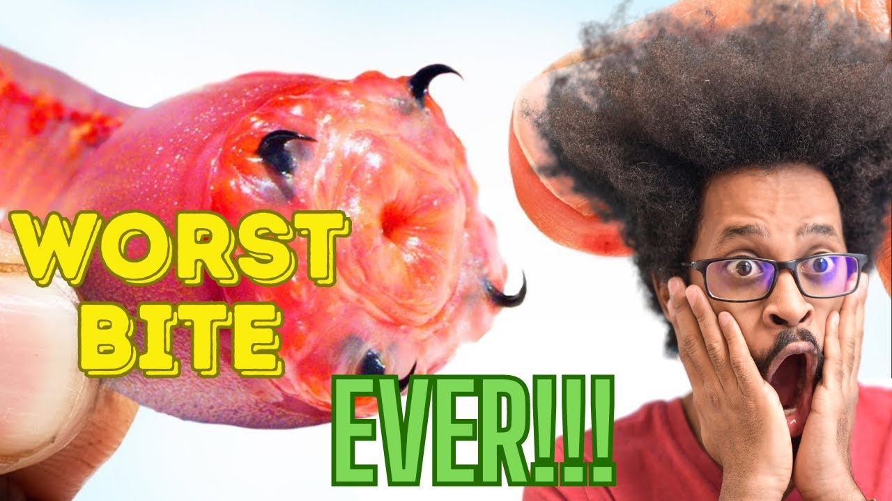Top 10 Most Deadliest Bugs In The World [Unbelievable] - YouTube