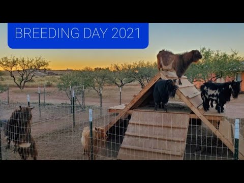 Its Breeding Time On Our Goat Ranch! - YouTube