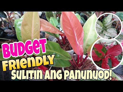 Sulitin ang Panunuod! Don't Miss this Vlog Super Mura ng mga Plants!# ...