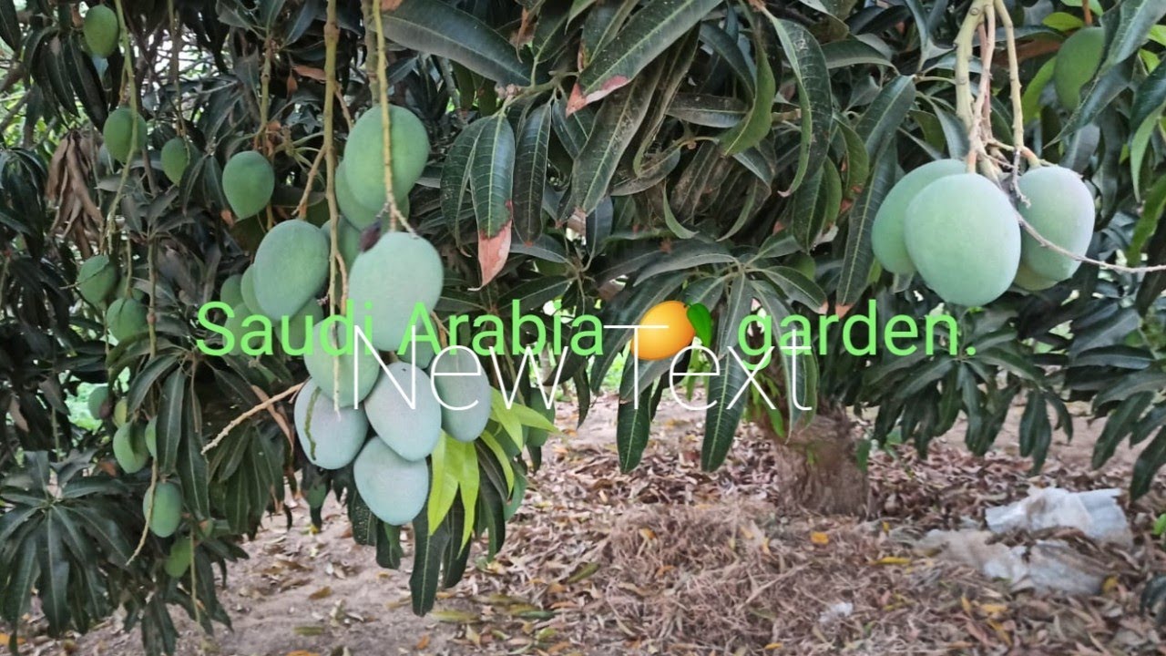 saudi arabia mango 🥭 garden.jizan - YouTube