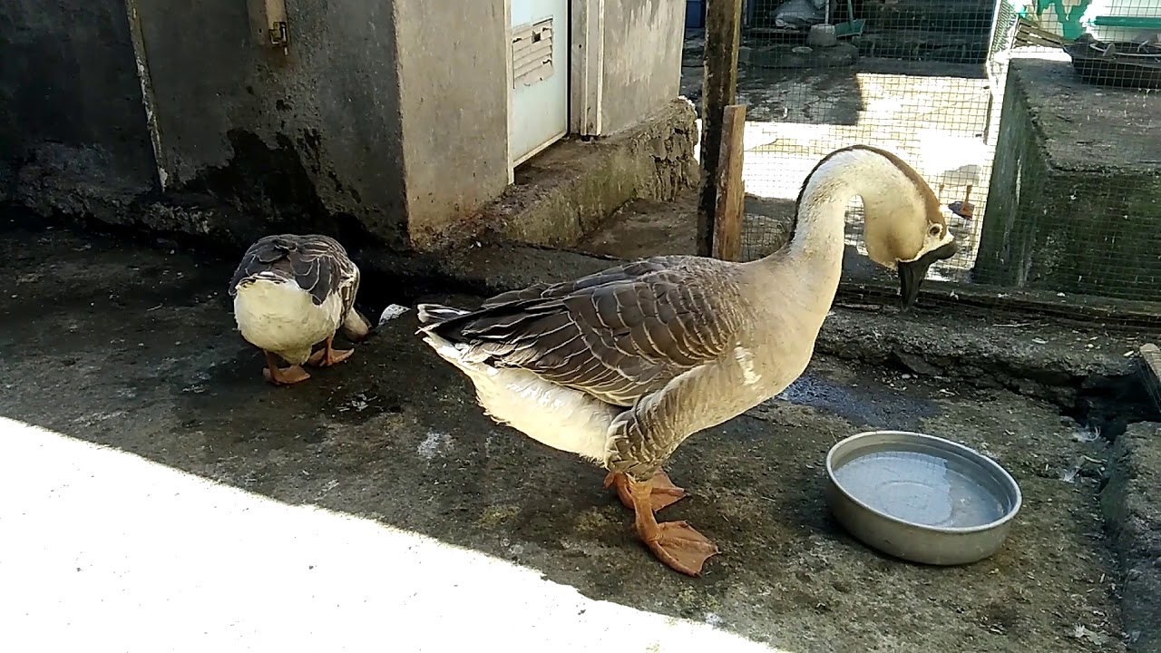 Angsa / Soang super besar - YouTube