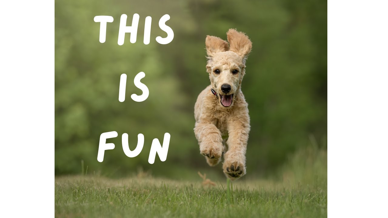 Puppy Fitness Fun Exercises and Games to Keep Your Puppy Active - YouTube