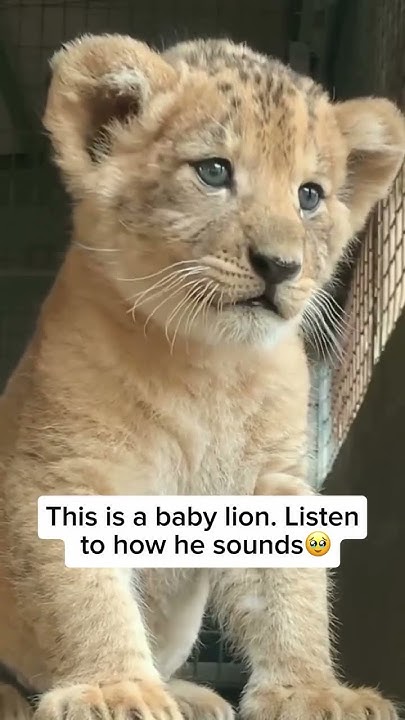 Baby Lion Listen to his sounds #lion #shortvideo #shortsviral #shorts # ...