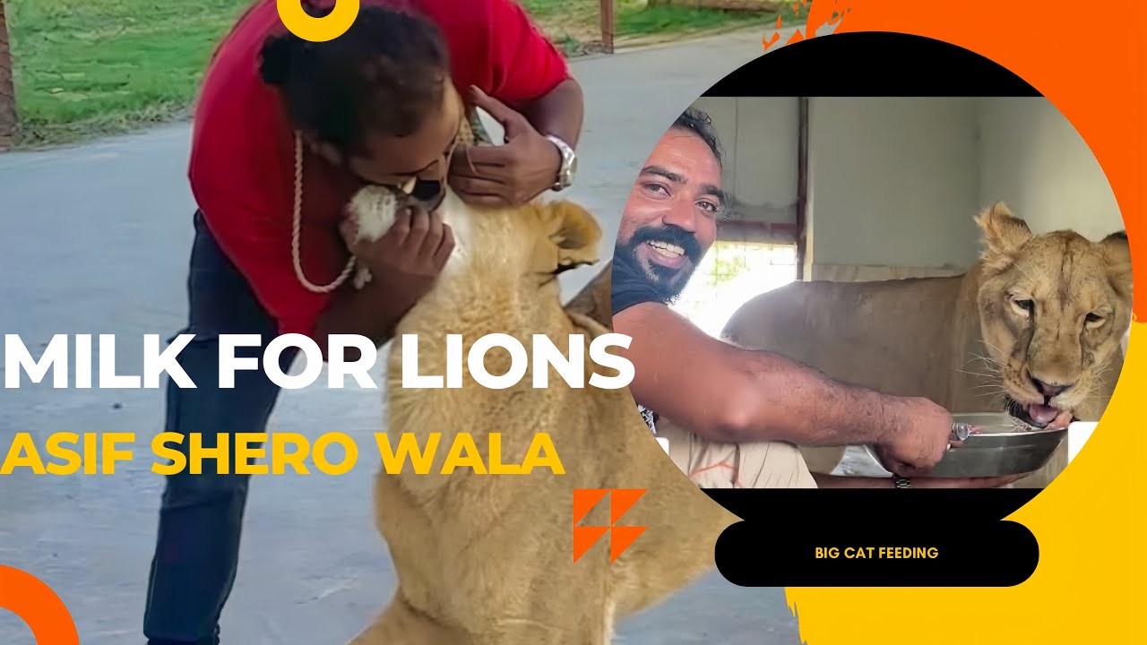 Sheron Ko Dood Dena Bohat Zaroori ha| Big Cat Feeding | Shero ka ...