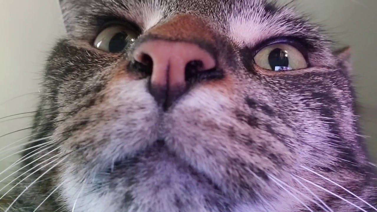 Fat cat stares at camera for 12 seconds. - YouTube