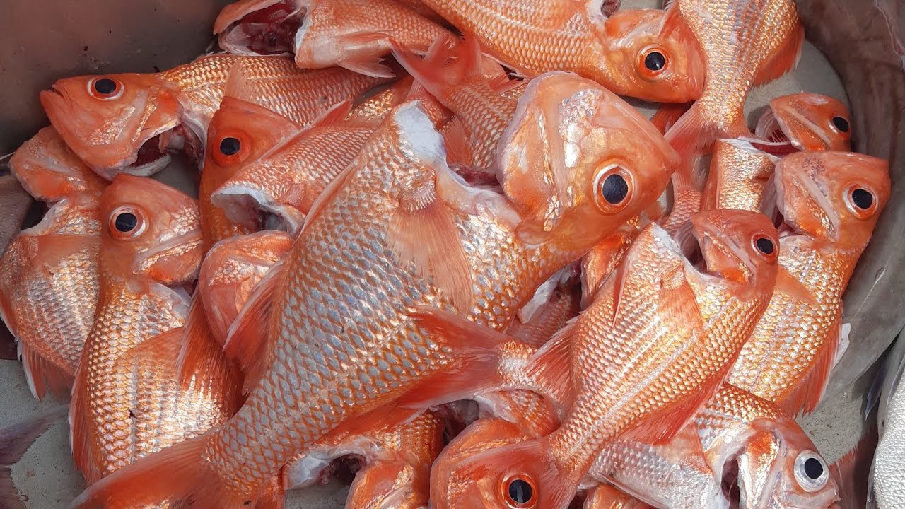 NANNY Fishing on the south coast - YouTube