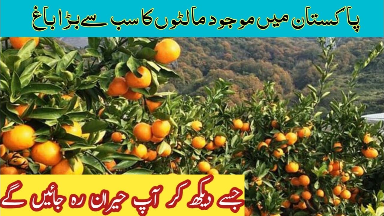 Orange Garden || Orange Garden In Pakistan || World Largest Garden ...