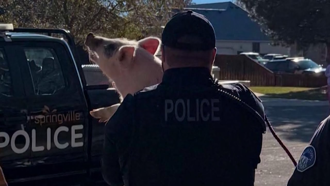 Video of the Day: Police chase pig in Utah - YouTube