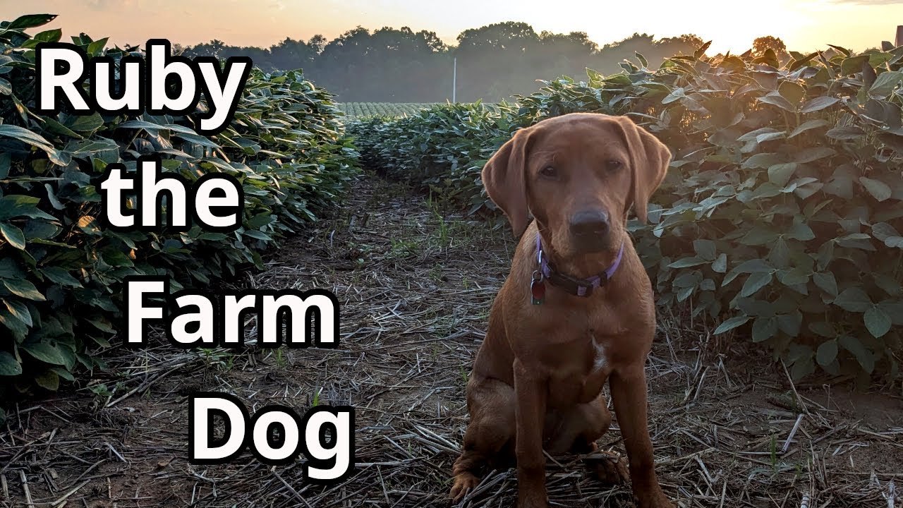 Ruby's Journey: From Puppy to Farm Dog - YouTube