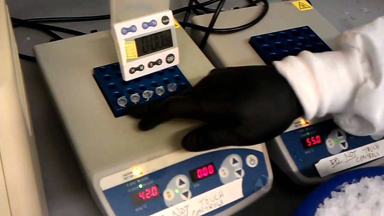 heatshock transformation of plasmid dna into chemicaly competent e coli ...