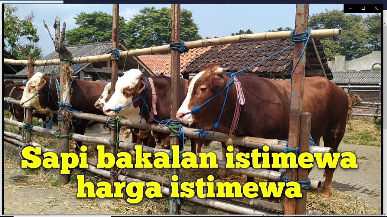 Penjual bakalan super di pasar hewan Muntilan kabupaten magelang - YouTube