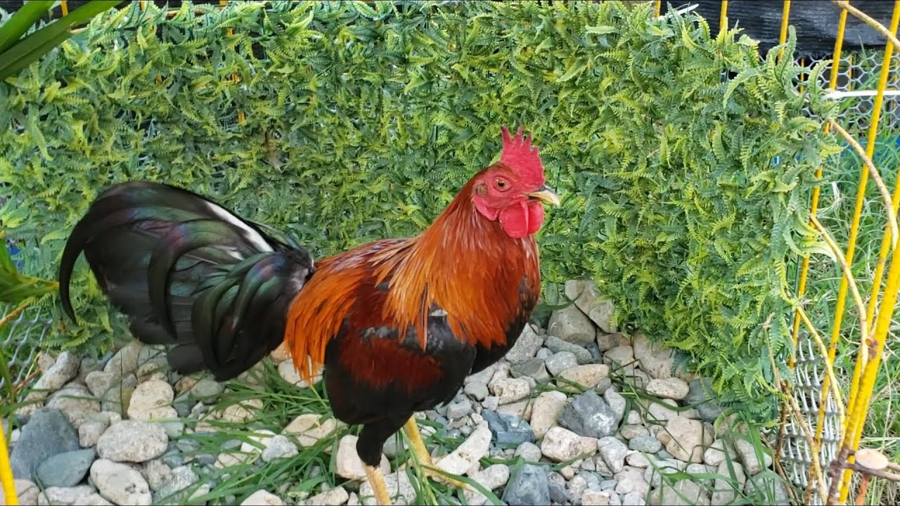 SOLO 10 POLLITO A 325$ C/u GUSTO SUYO ,HACIENDA MICHELLE , - YouTube