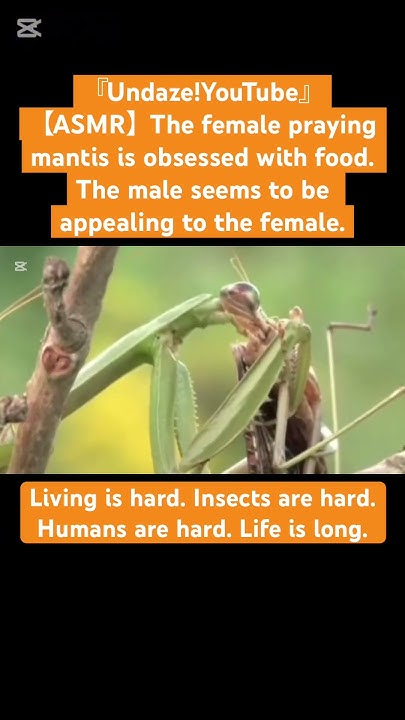 【ASMR】The female praying mantis is obsessed with food. The male seems to be appealing to the ...