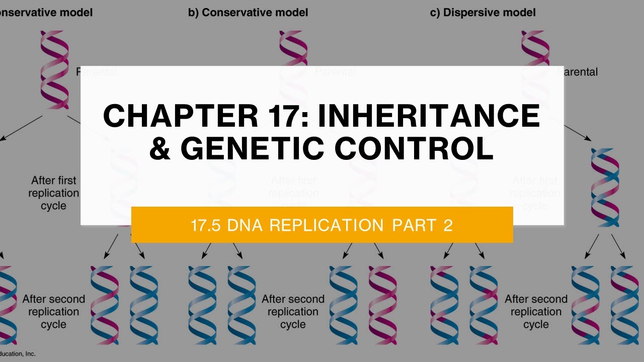 STPM BIOLOGY SEM 3 CHAPTER 17.5 DNA REPLICATION PART 2 - YouTube