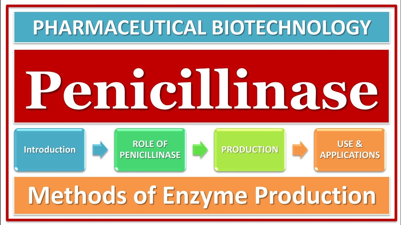 PENICILLINASE ENZYME | β-LACTAMASE | ROLE & FUNCTION | PRODUCTION ...