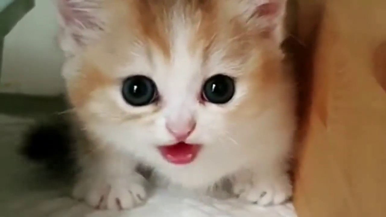 Cute Munchkin Kitten - animals santa, Munchkin kitty! - YouTube