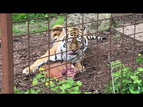 Siberian Tiger (1) - Odense Zoo (Denmark)