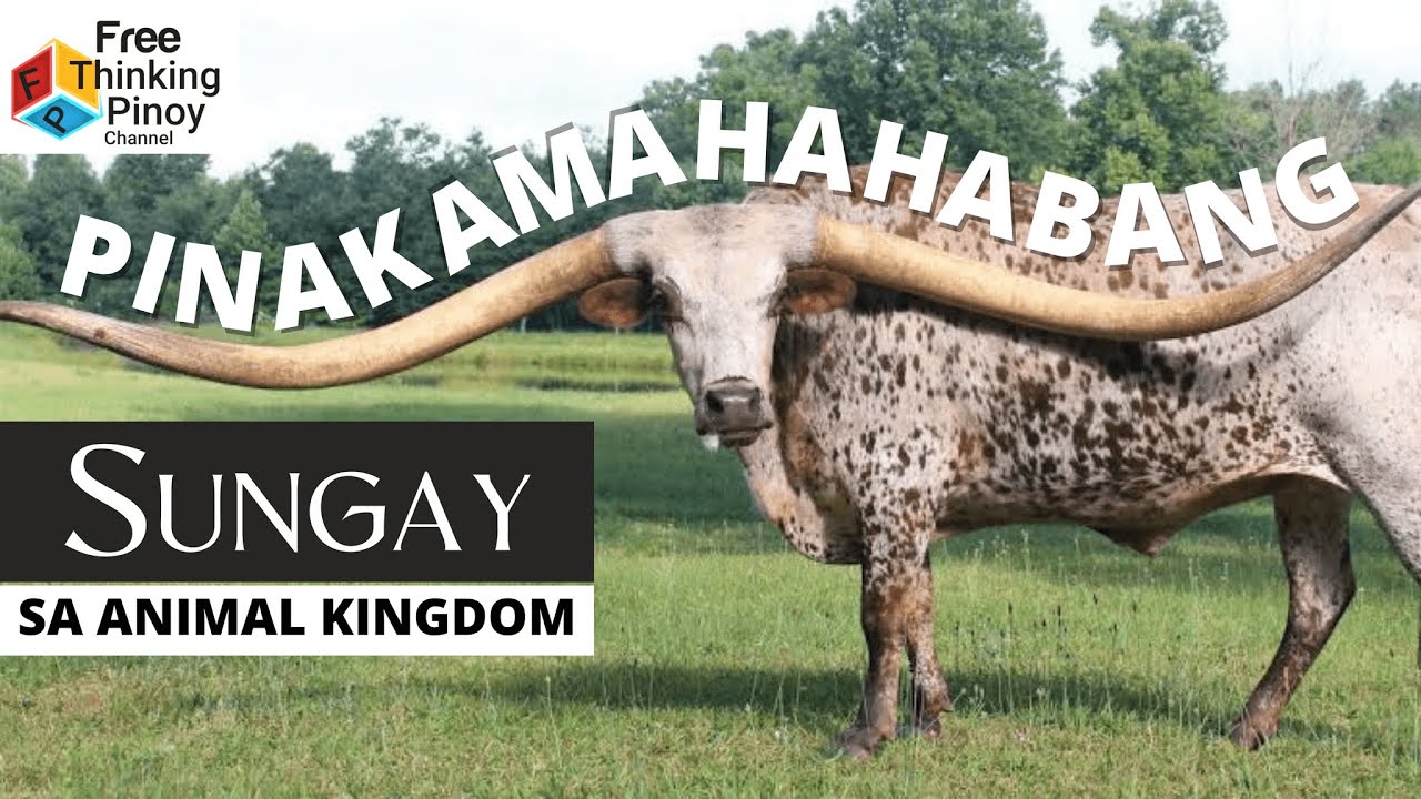 12 HAYOP NA MAY PINAKA MALAKING SUNGAY | Animals with Amazing Large ...