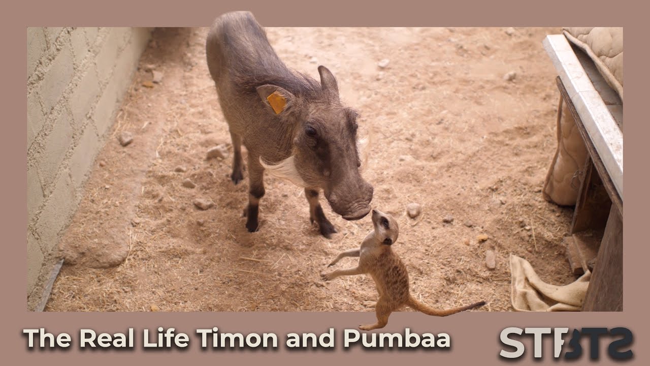 Spill the Beans - The Real Life Timon and Pumbaa - YouTube