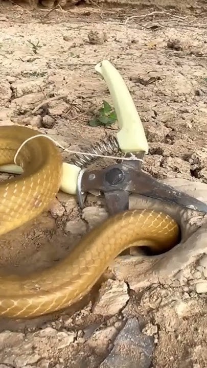How to catch snake safely - YouTube