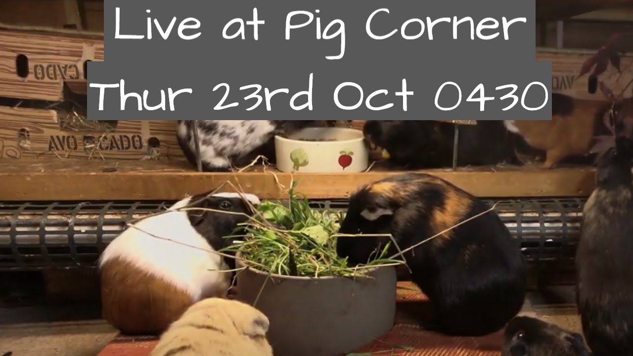 The House at Pig Corner Live 23rd October 04:30 - YouTube