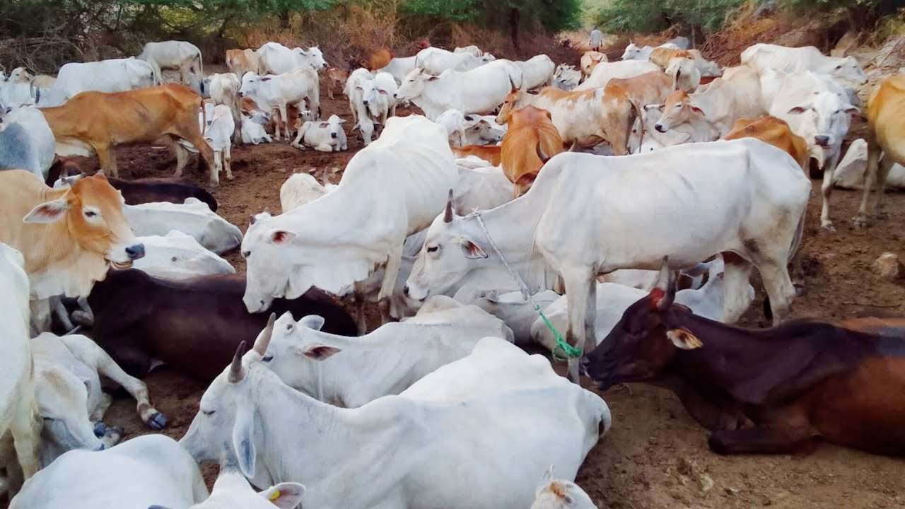 200 ఆవులు 40 కోడెదూడలు 40 సన్న పిల్ల ఆవులు 1 విత్తనం కోడె అమ్మకానికి ...