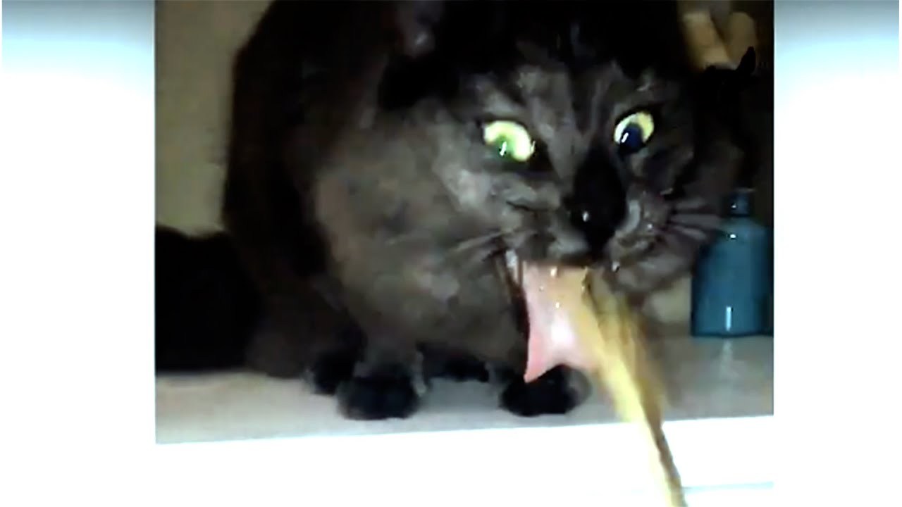 SO WEIRD VIDEO | Drunken CAT BURPS & Awesome Animal Hollywood 🐧 - YouTube