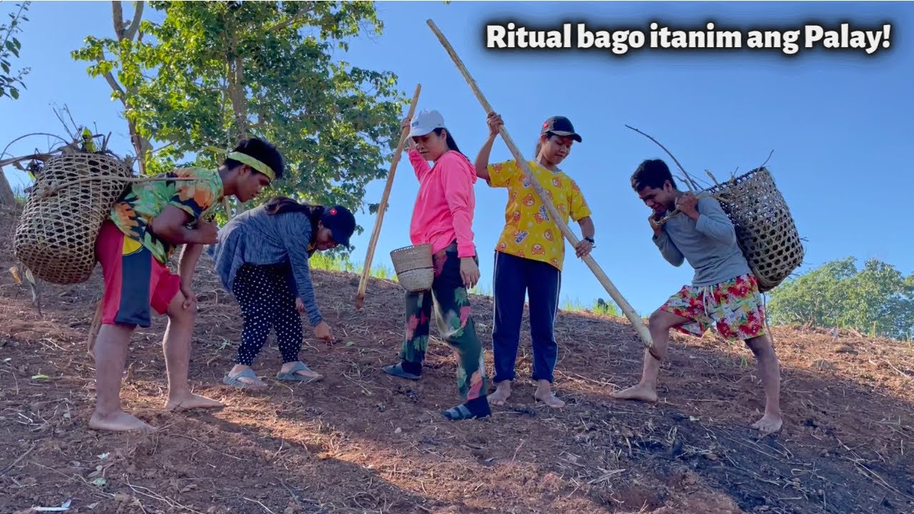 Paghahasik ng Palay sa Bundok! Sinaunang Paraan ng Pagtatanim ...