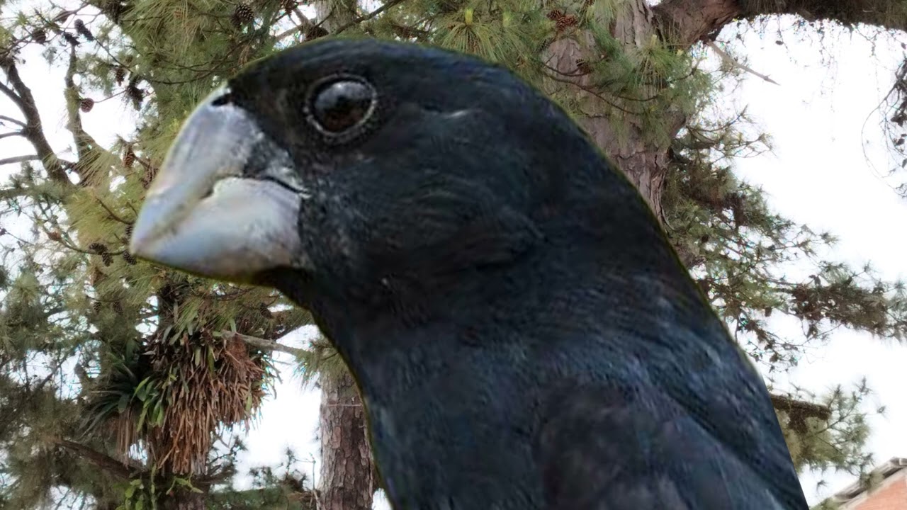 BICUDO chamando E cantando PARA incentivar O SEU - YouTube