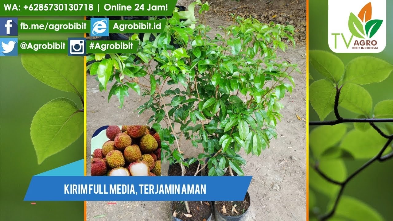 Tanaman Bibit Leci Kom di Riau, Kirim 4 Pohon - YouTube