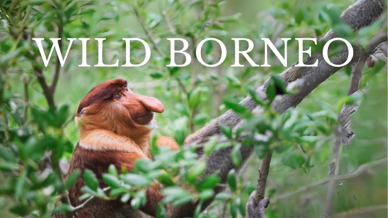 WILD BORNEO: Inside the Labuk Bay Proboscis Monkey Sanctuary - YouTube