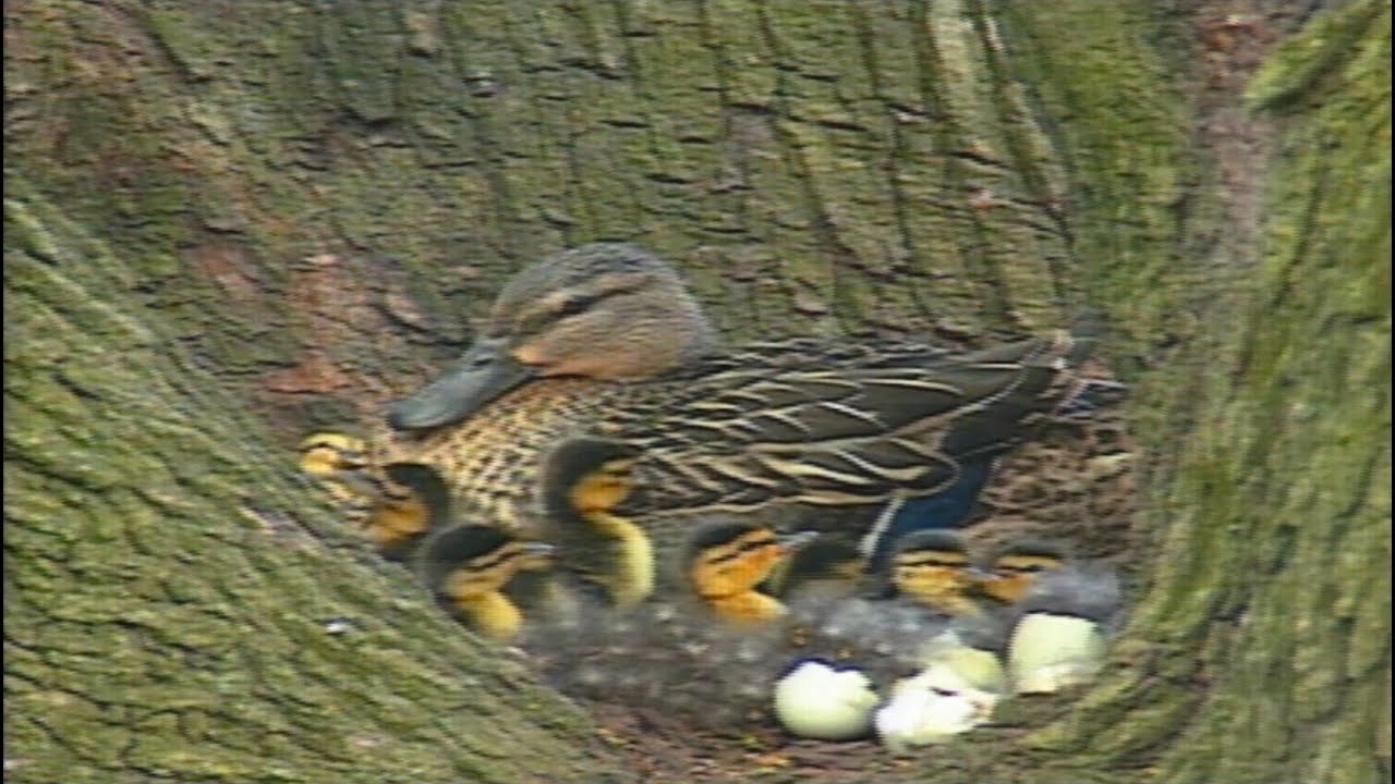RETRO FIND: Adorable baby ducks tumbled from a tree into an epic ...