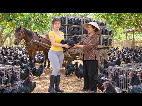 Buying Hundreds of Black Chickens From a Farmer – Horse Cart to the Village Market