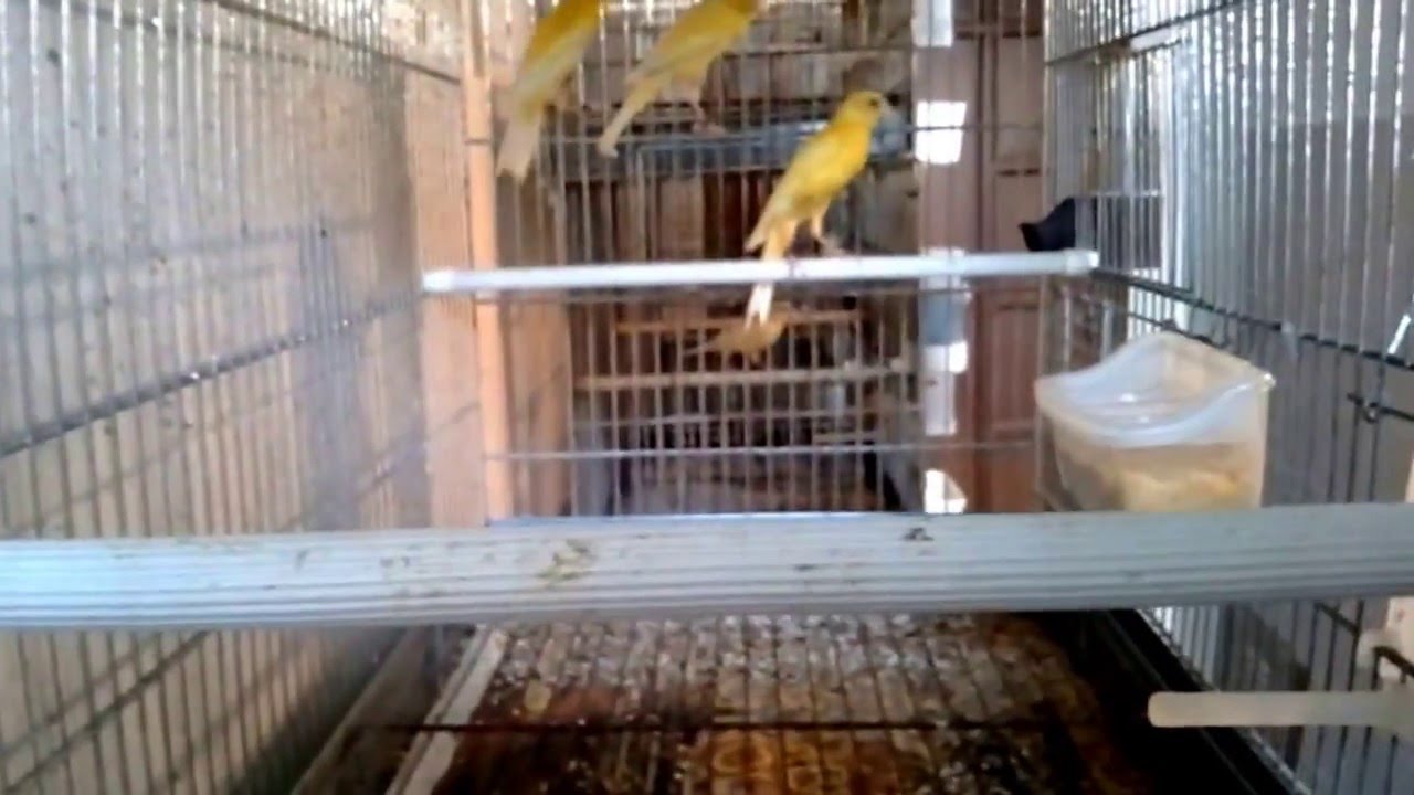 canarini japan hoso 3 - YouTube