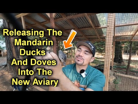 The Mandarin Ducks, The Doves and The Tragopans move into The New ...
