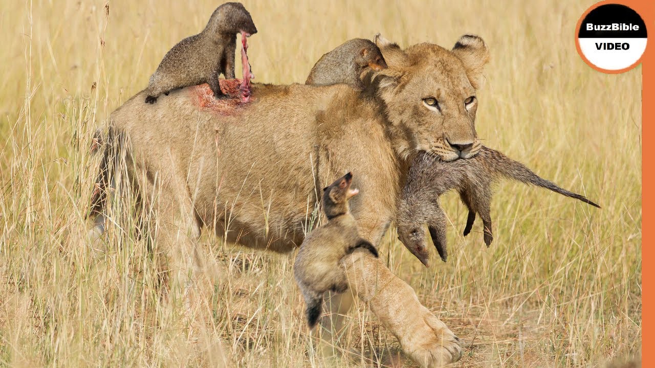 When Lions Mess With The Wrong Opponent - YouTube