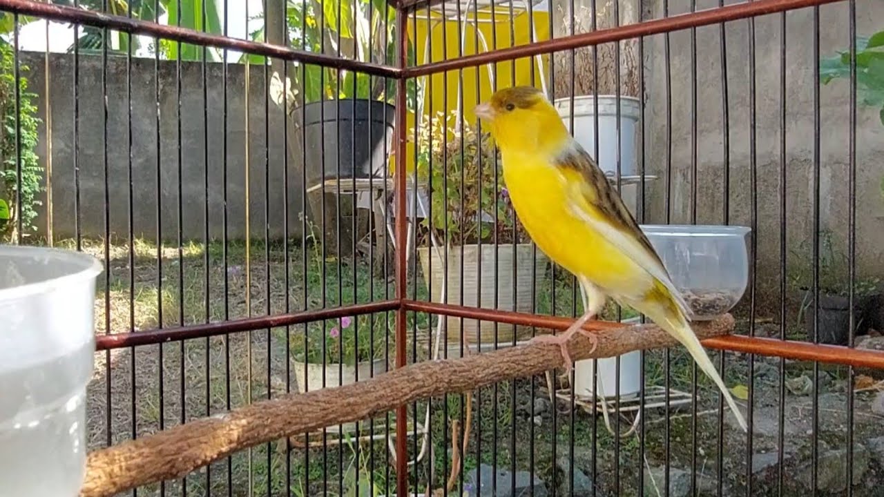Cuit Cuit Suara Burung Kenari Ngerol Panjang Semua Burung Ikut Bunyi ...